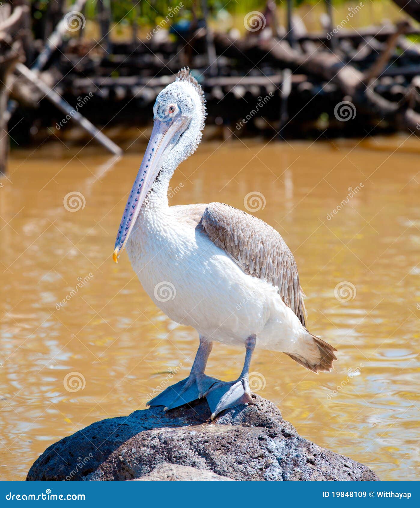 Pelican standing stock image. Image of bill, fauna, brown - 19848109