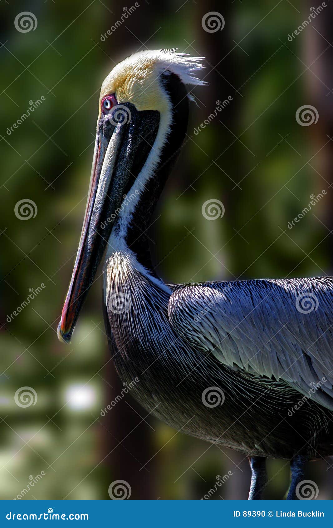 Pelican Standing stock photo. Image of tropics, florida - 89390