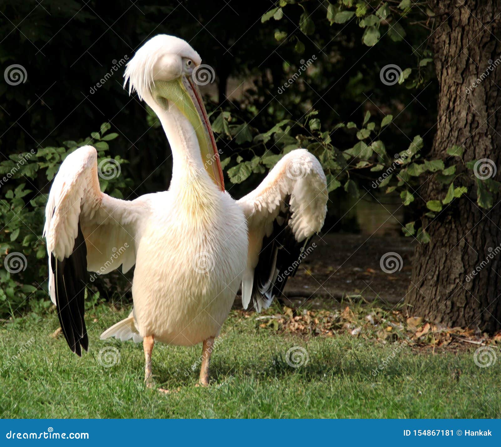 Pelican standing on grass stock image. Image of standing - 154867181
