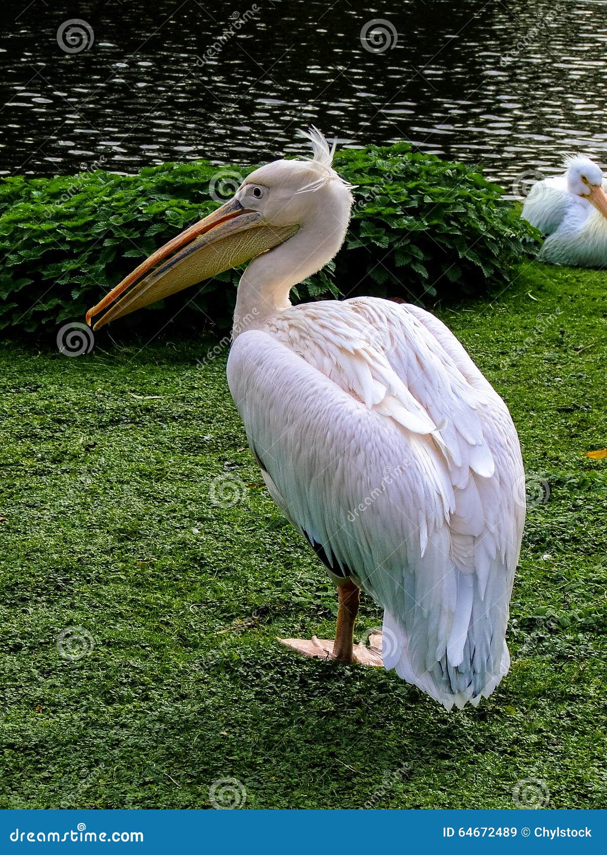 Pelican Standing in the Park Stock Image - Image of animal, beak: 64672489