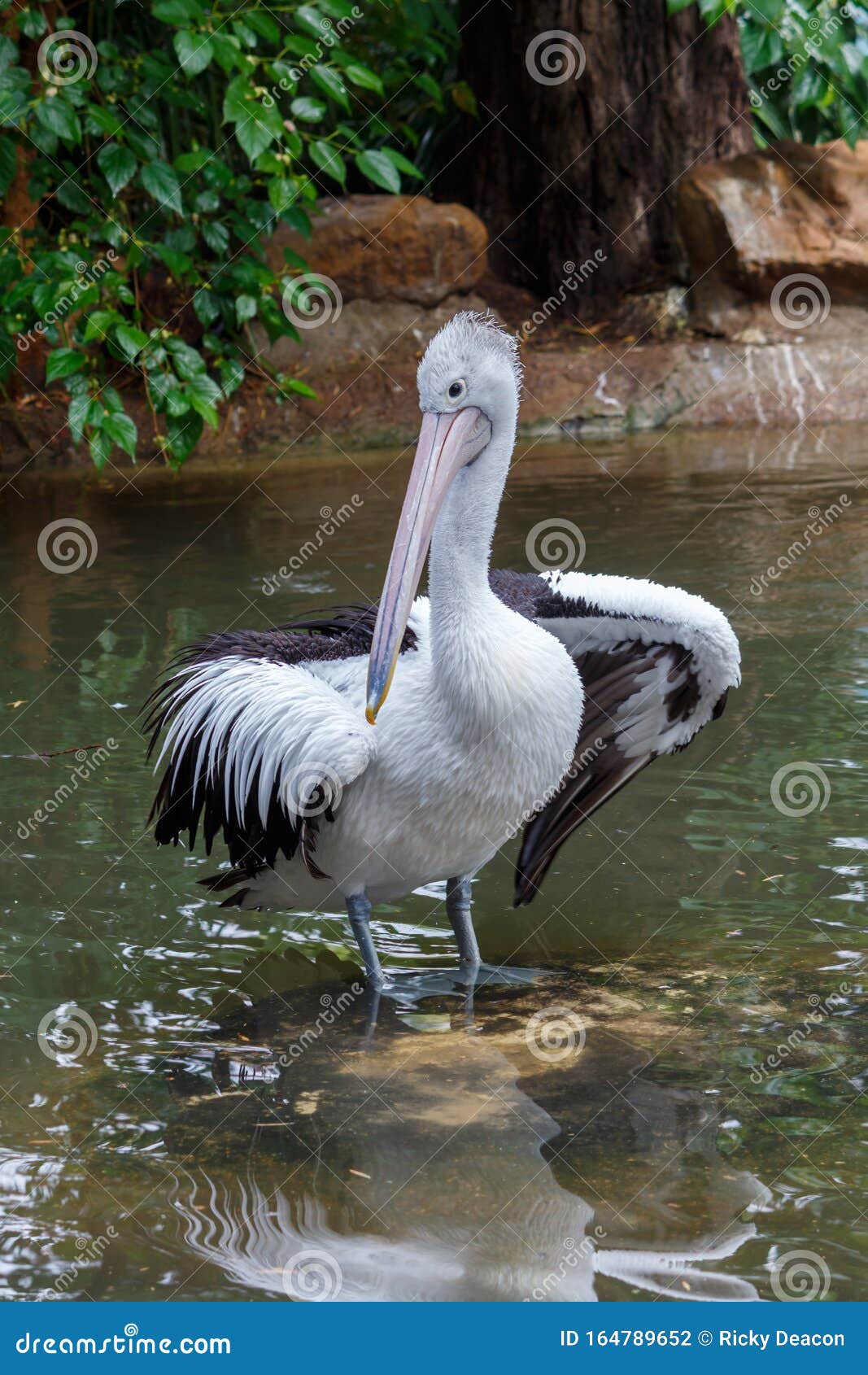 Pelican Standing on a Rock in Water Stock Photo - Image of tropical ...