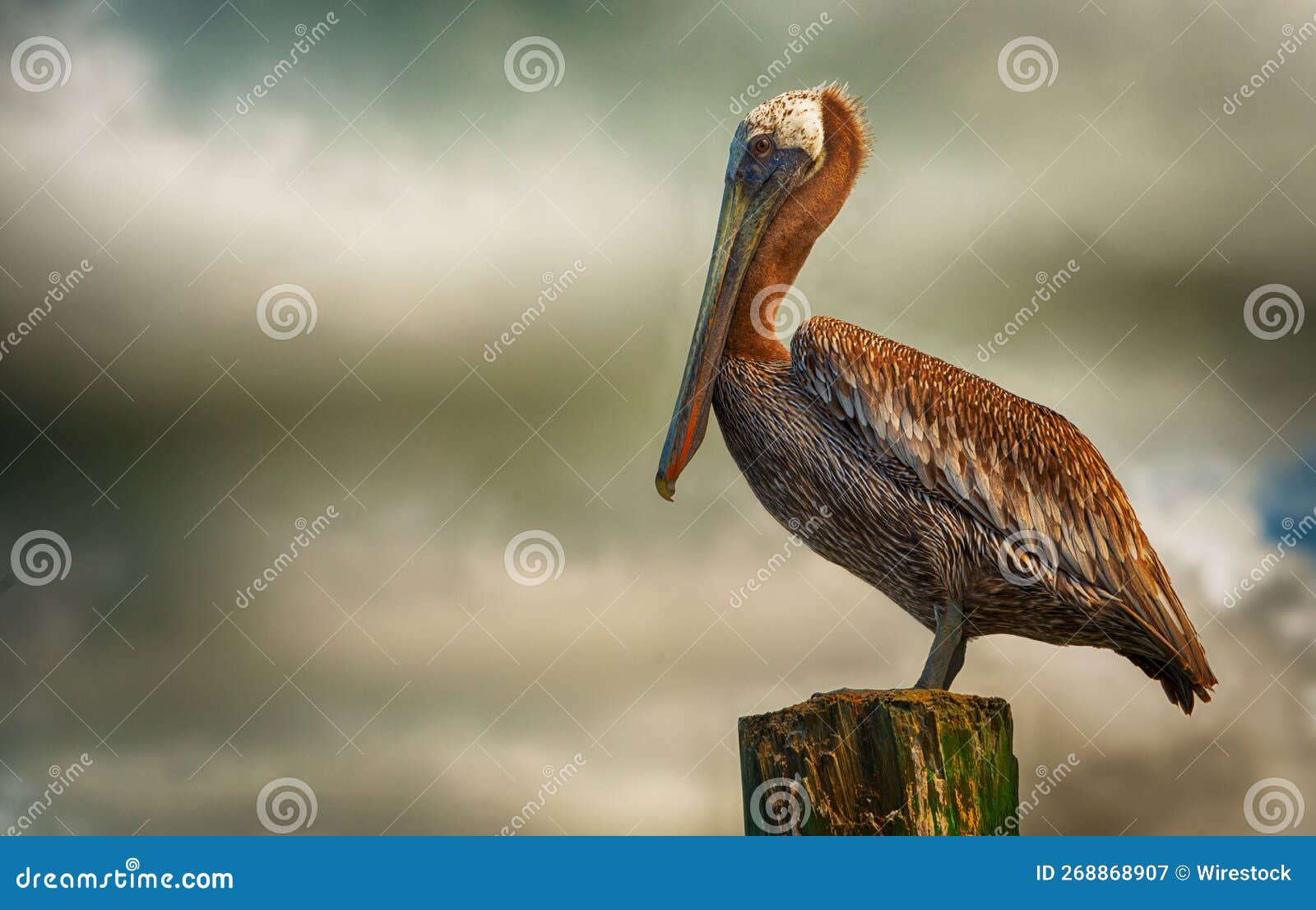 Pelican Standing on Top of a Wooden Post Stock Image - Image of post ...