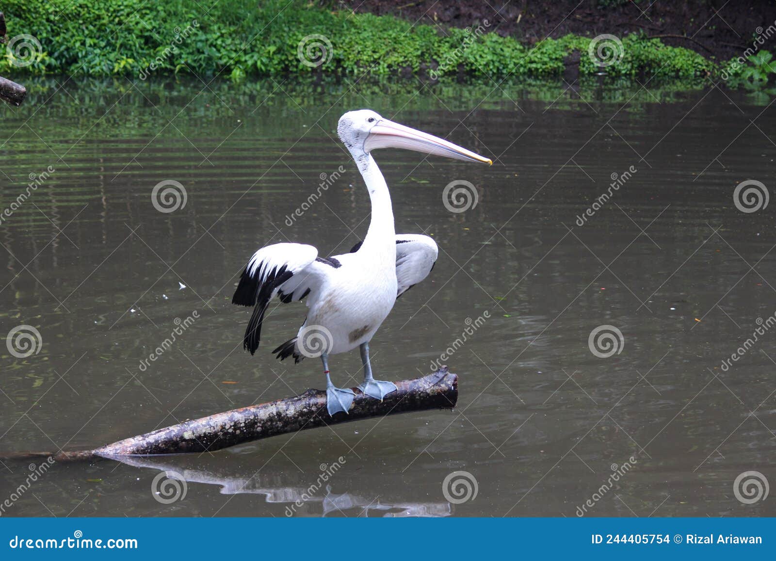 A Pelican is Standing on a Tree Trunk Stock Photo - Image of water ...