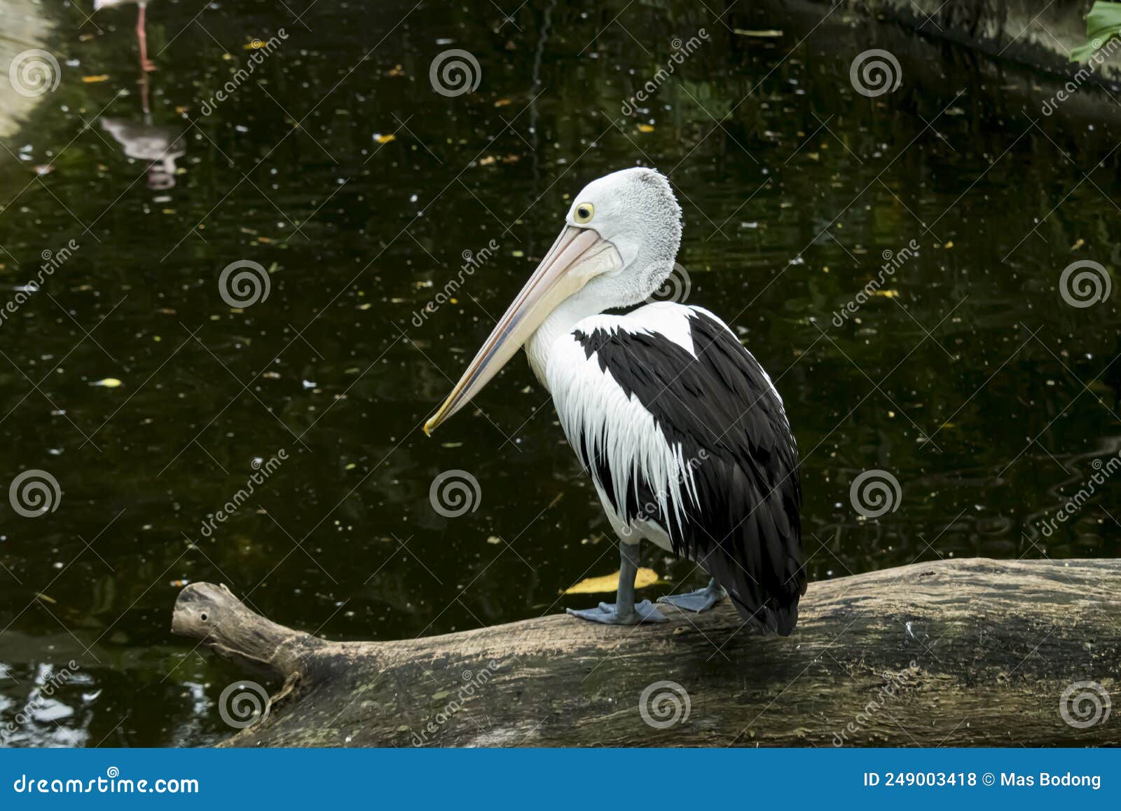 Pelican Standing on a Tree Trunk Stock Photo - Image of neck, animals ...