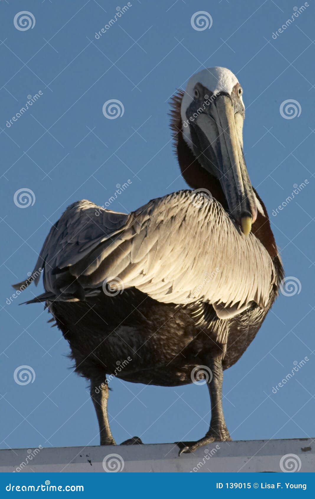Pelican Stare 2 stock image. Image of rear, pelican, fisher - 139015