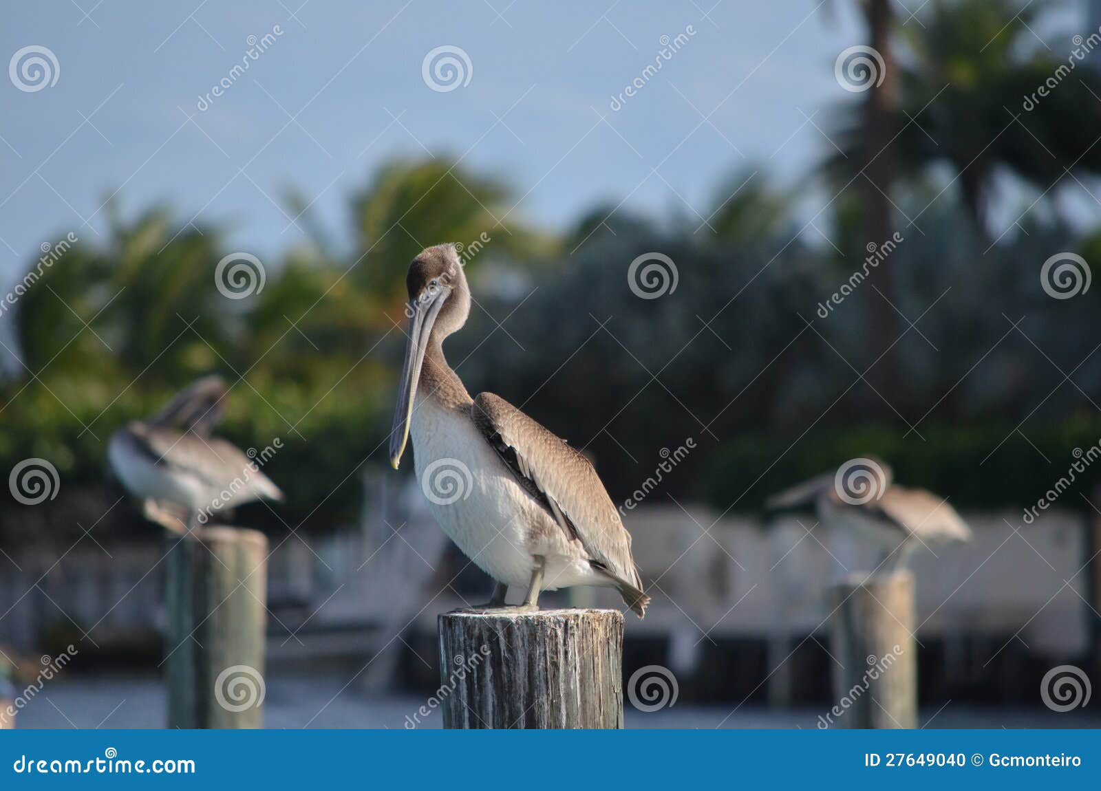 Pelican Stare stock photo. Image of bird, birds, pelicans - 27649040