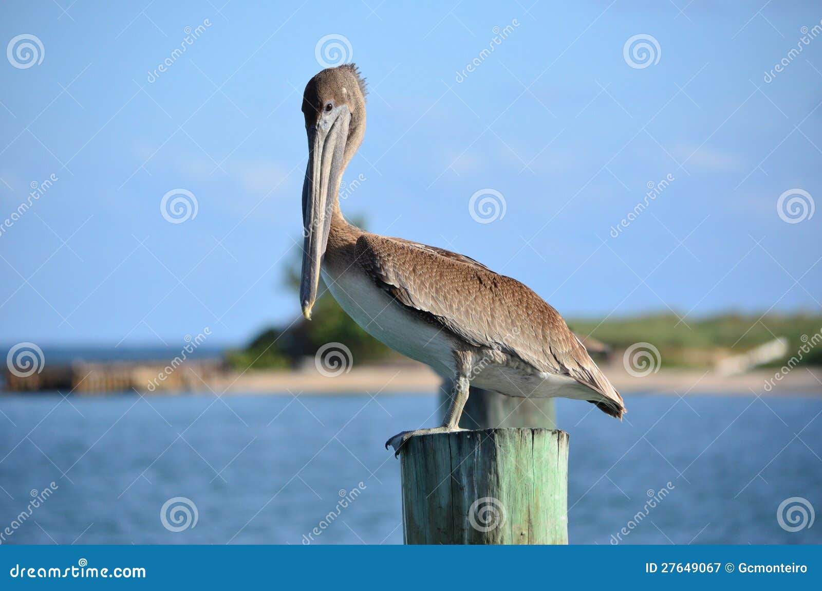 Pelican Stare stock image. Image of pelecaniformes, pelicans - 27649067