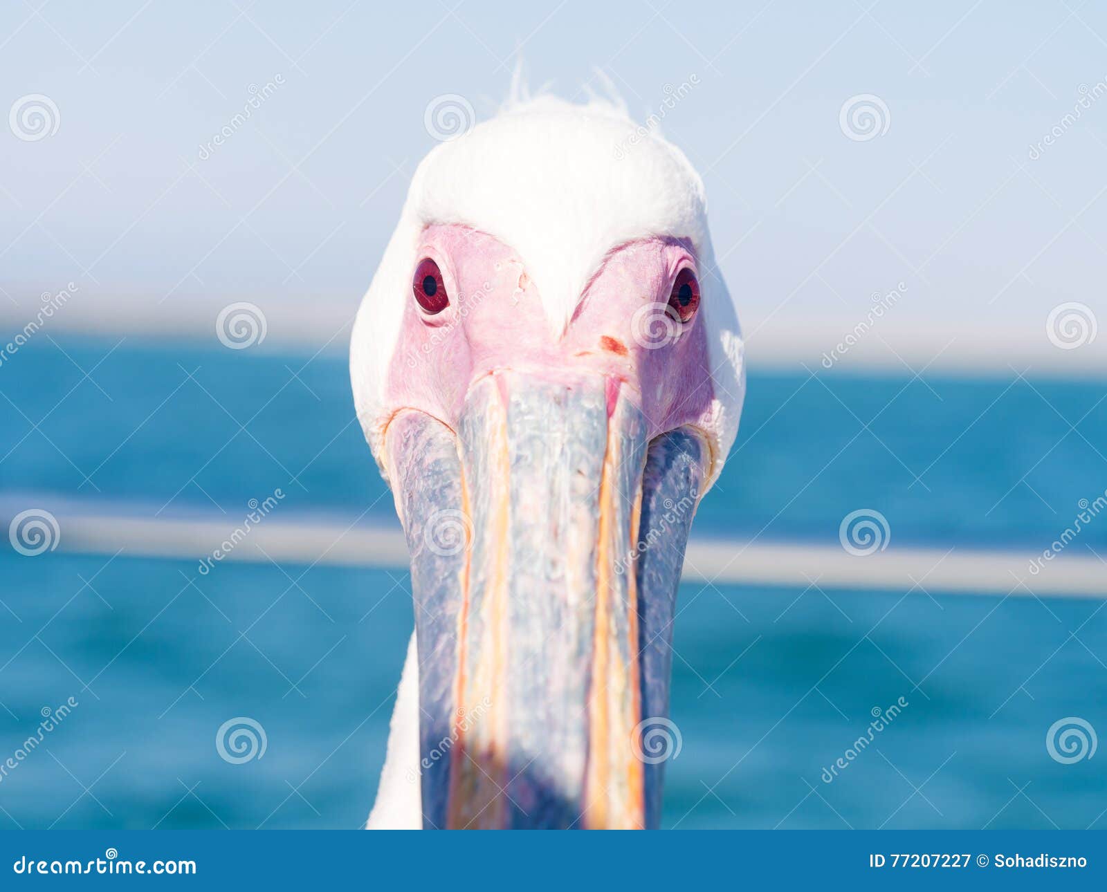 Pelican Staring Directly into Camera in Walvis Bay, Namibia. Close Up ...
