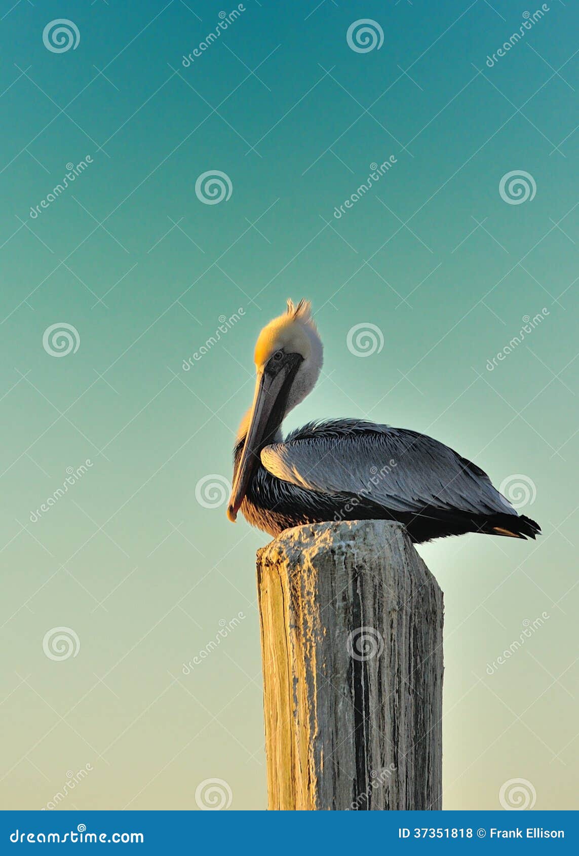 Pelican Sunbathing stock photo. Image of solitary, blue - 37351818