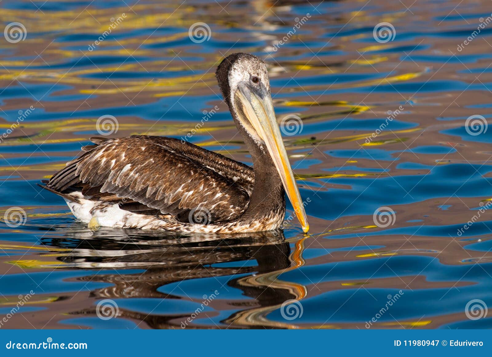 Pelican Swimming stock image. Image of peruvian, feathers - 11980947