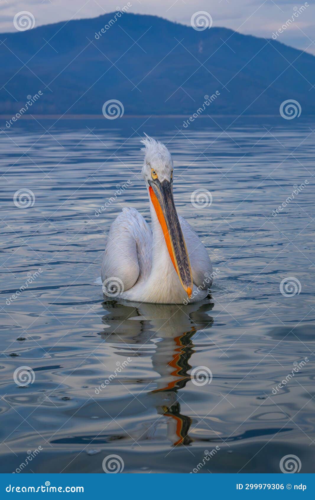 Pelican Swims Across Calm Waters Watching Camera Stock Photo - Image of ...