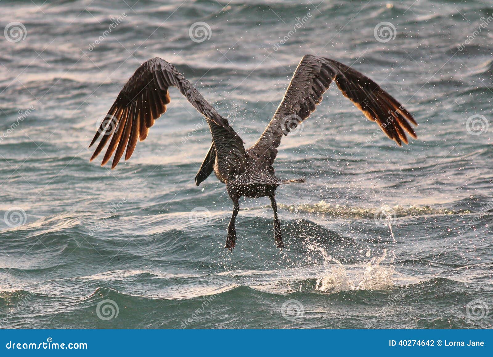 Pelican Swoop on Water Fly Flying Stock Photo - Image of hunting, land ...