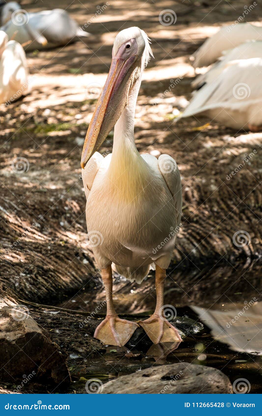 Pelican stock photo. Image of white, pelecanus, bird - 112665428