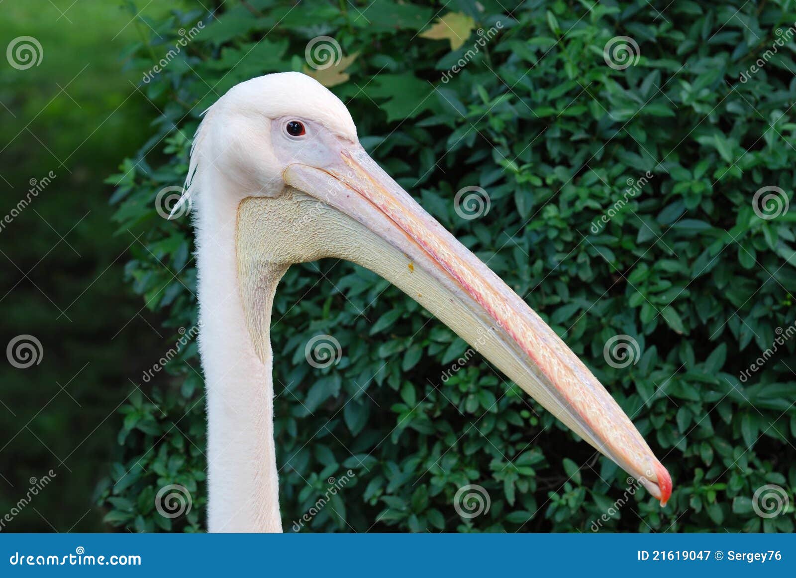 Aves Do Bico Grande - FDPLEARN