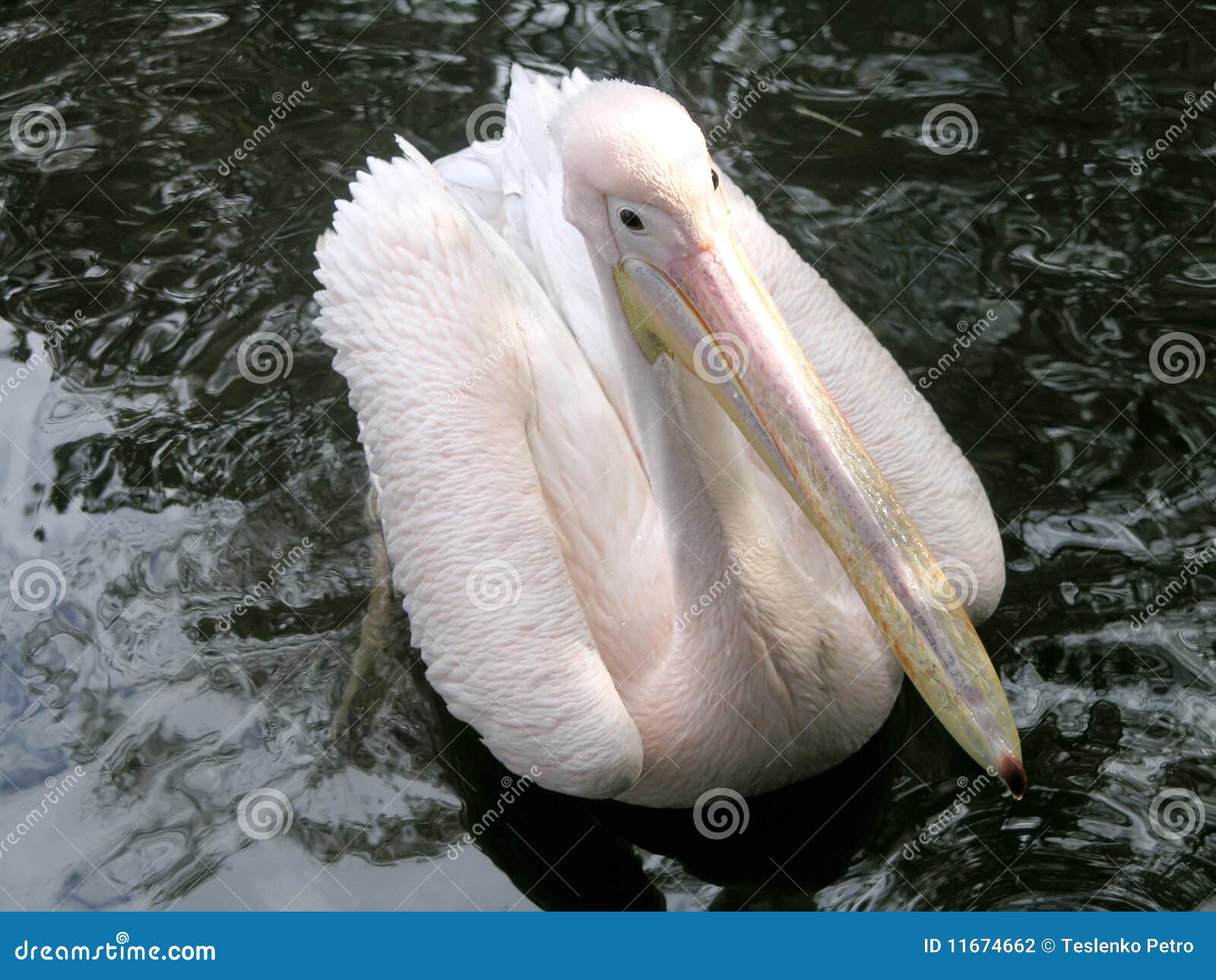 Pelicano cor-de-rosa foto de stock. Imagem de grande - 11674662