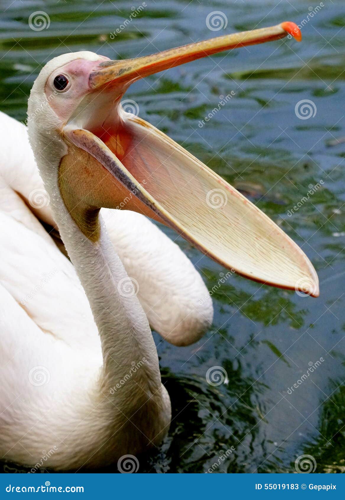 Pelicano cor-de-rosa imagem de stock. Imagem de olho - 55019183