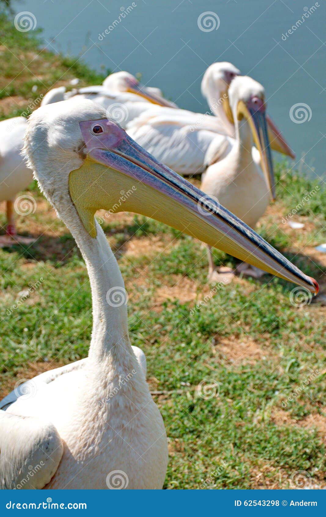 Pelicano cor-de-rosa foto de stock. Imagem de parque - 62543298