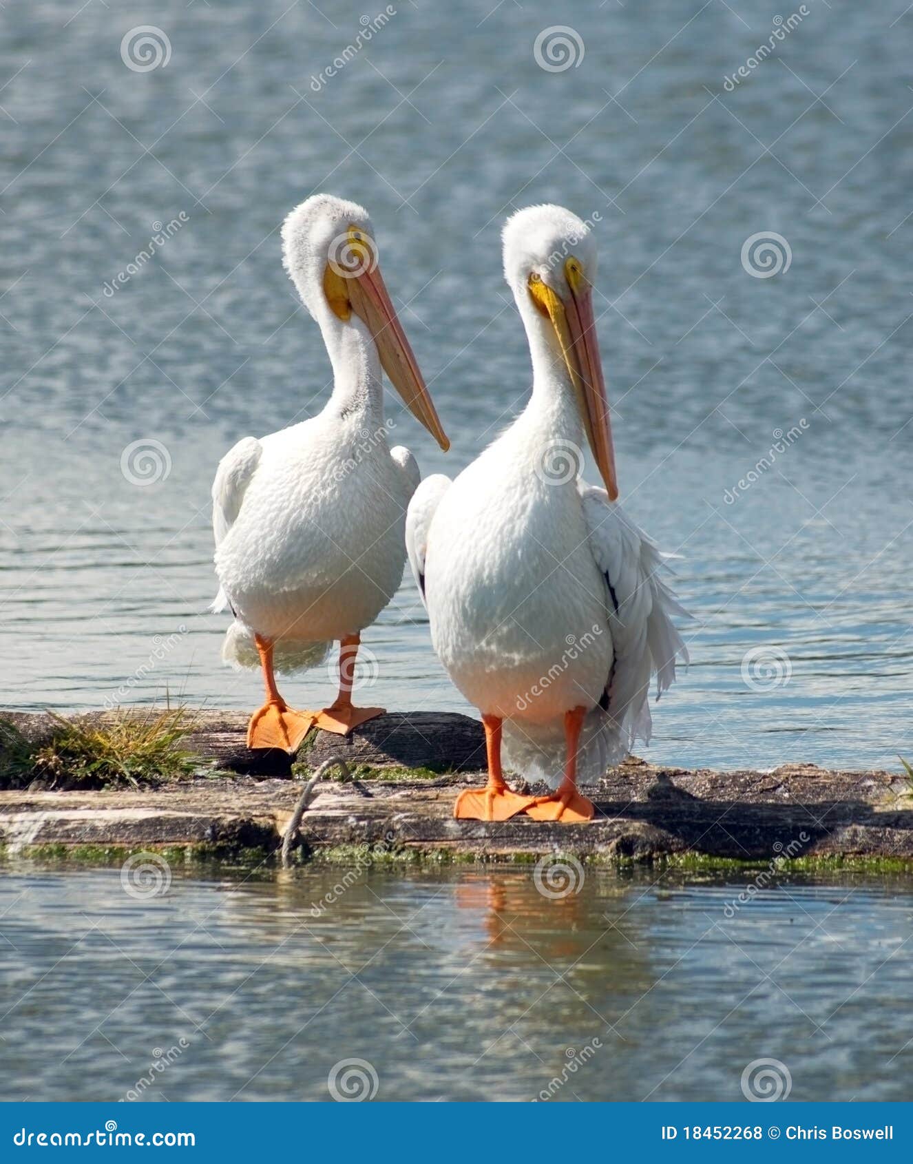 Pelicans Pair Standing Lake Klamath Oregon Stock Photo - Image of water ...