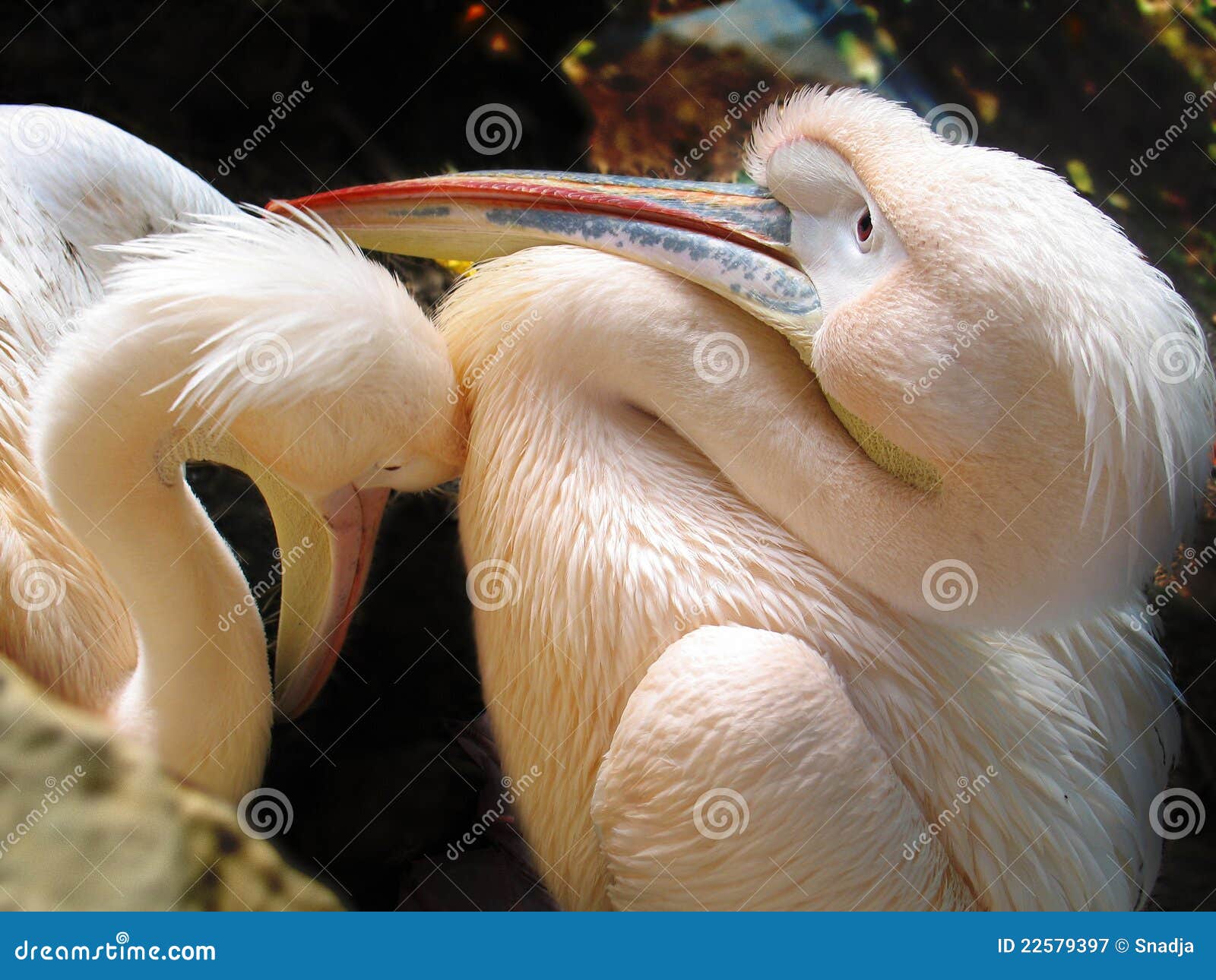 Pelicans stock image. Image of tenderness, pelican, valentine - 22579397