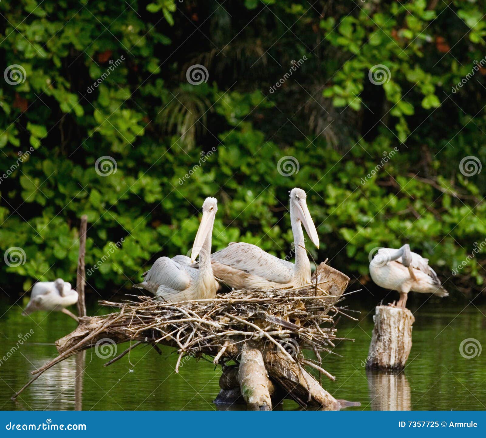 Pelicans stock image. Image of jungle, pelican, nest, marine - 7357725