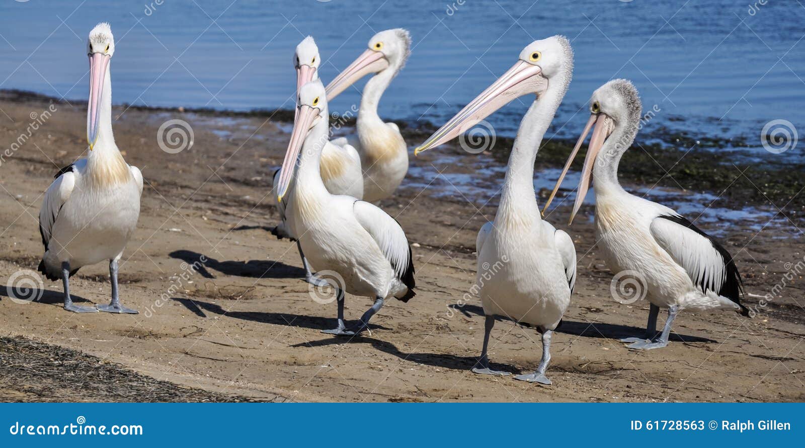 Pelicans on the Beach 1 stock image. Image of feathers - 61728563