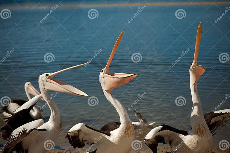 Pelicans, doe rei me stock photo. Image of seashore, beak - 20867512