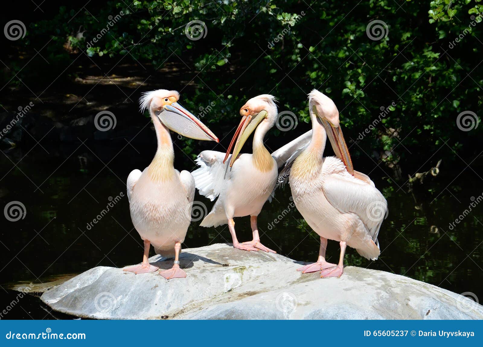Pelicans after eating stock image. Image of green, brown - 65605237