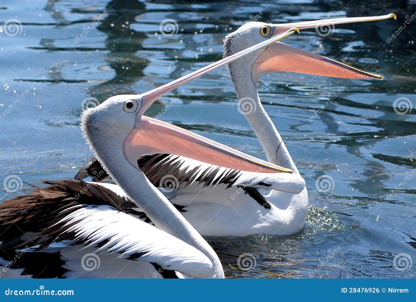Pelicans feeding stock photo. Image of wild, pair, waiting - 28476926