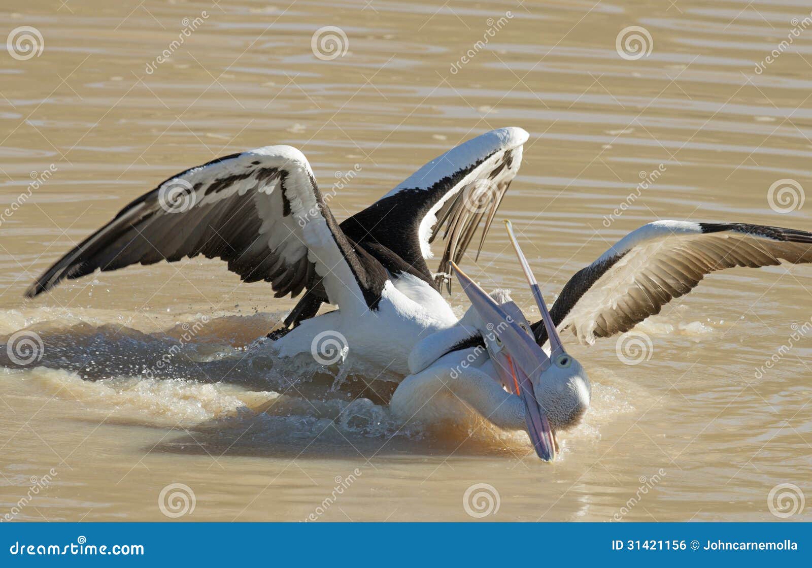 Pelicans fighting stock photo. Image of attacking, fighting - 31421156