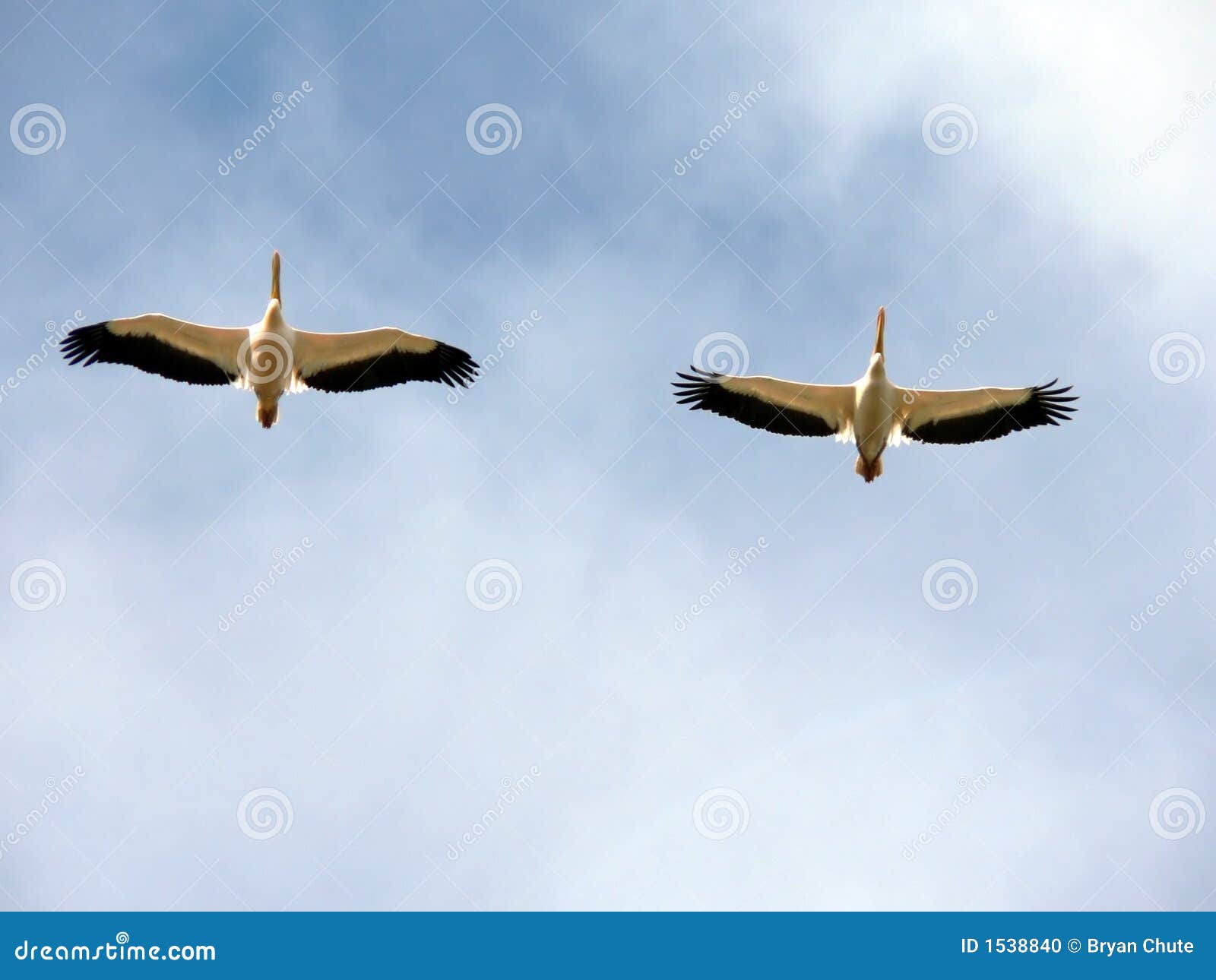 Pelicans in Flight stock photo. Image of overhead, pelican - 1538840