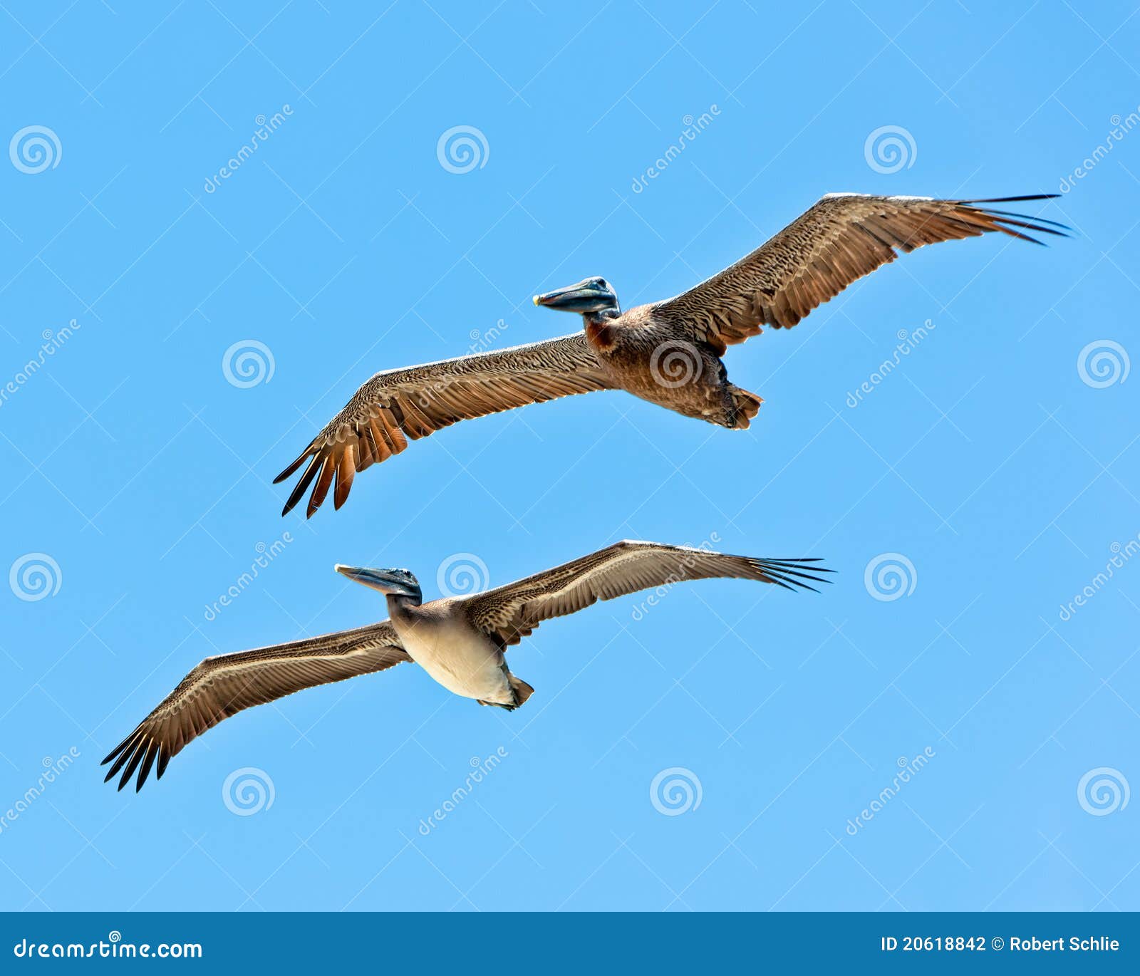 Pelicans in flight stock photo. Image of blue, feathered - 20618842