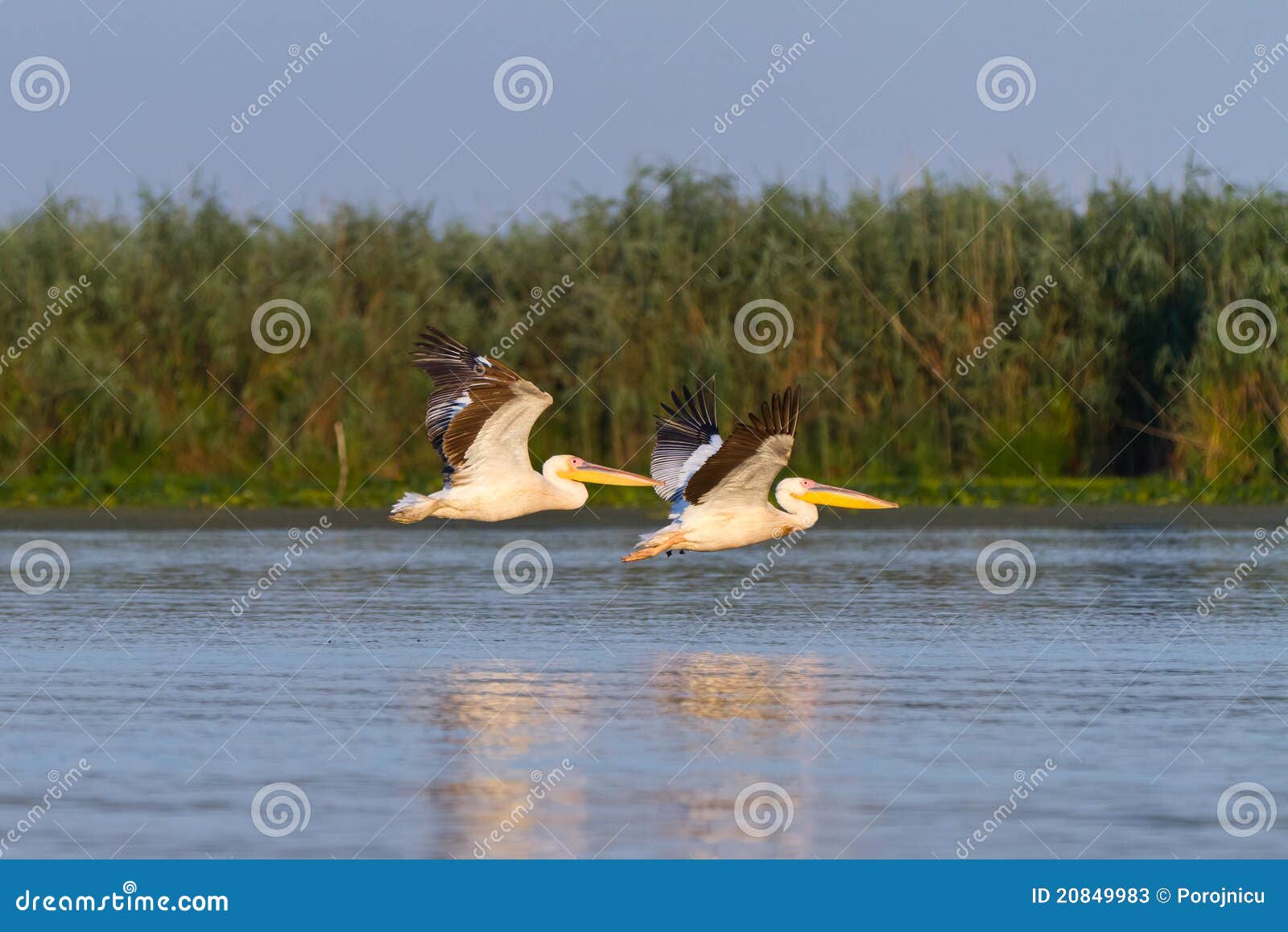 Pelicans in flight stock image. Image of wildlife, feathered - 20849983