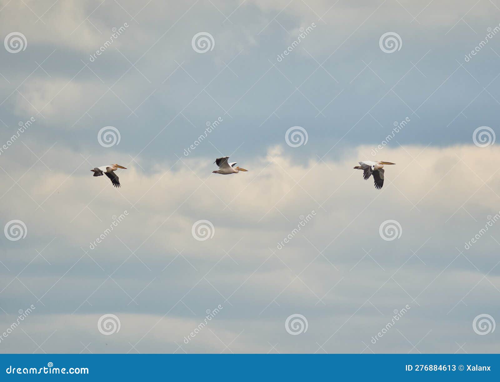Pelicans in Flight Against Clouds Stock Image - Image of bird, flying ...
