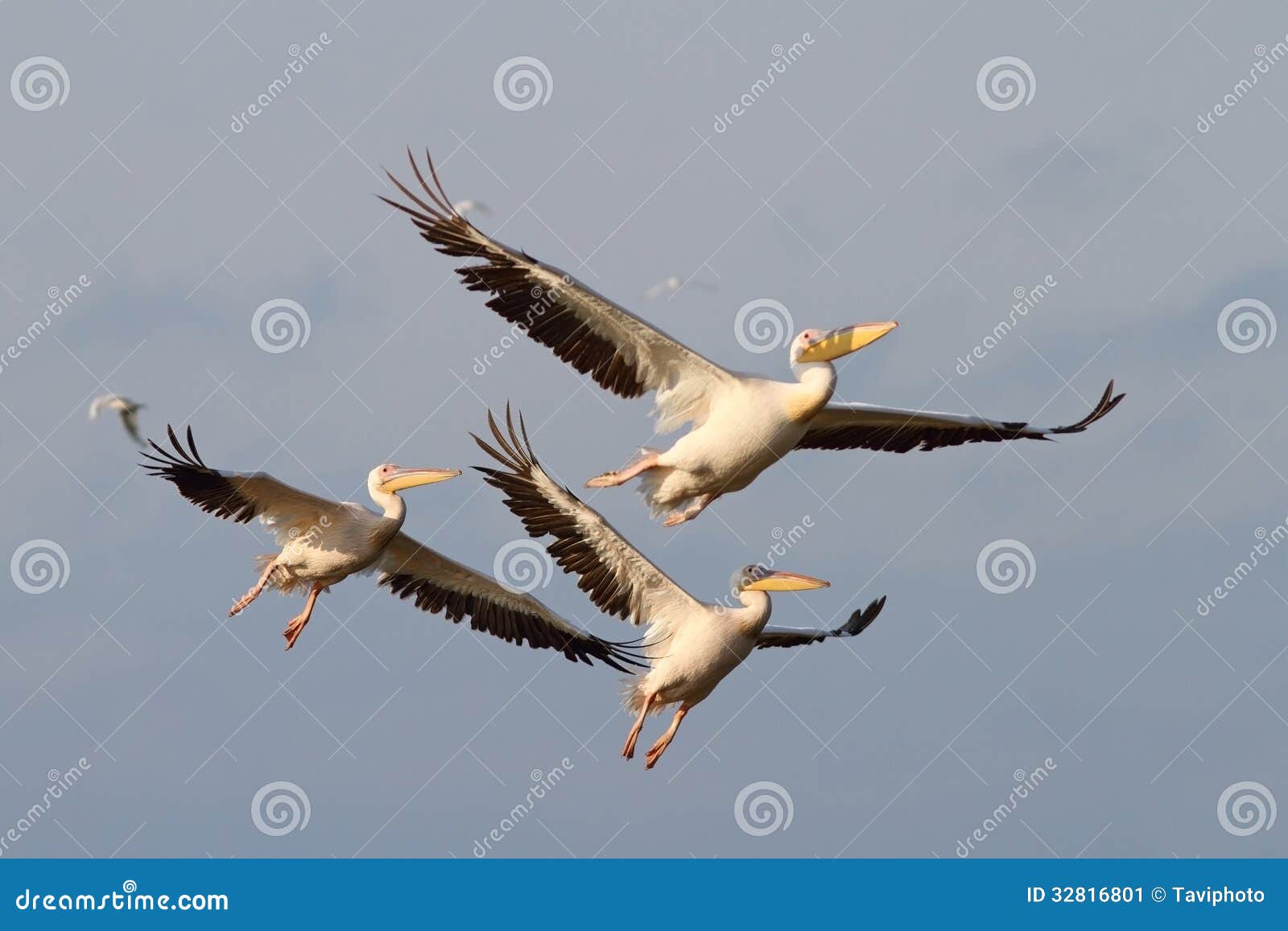Pelicans in flight stock image. Image of nature, life - 32816801