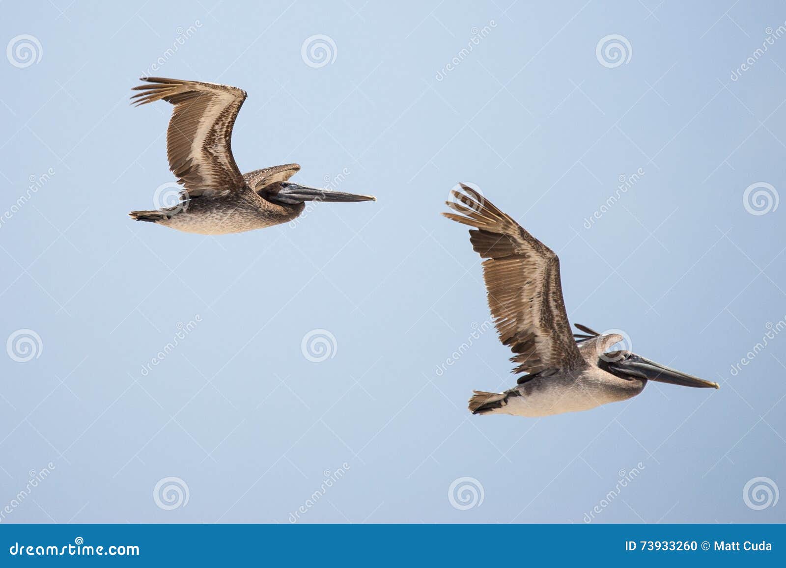 Pelicans in Flight stock photo. Image of birds, flying - 73933260