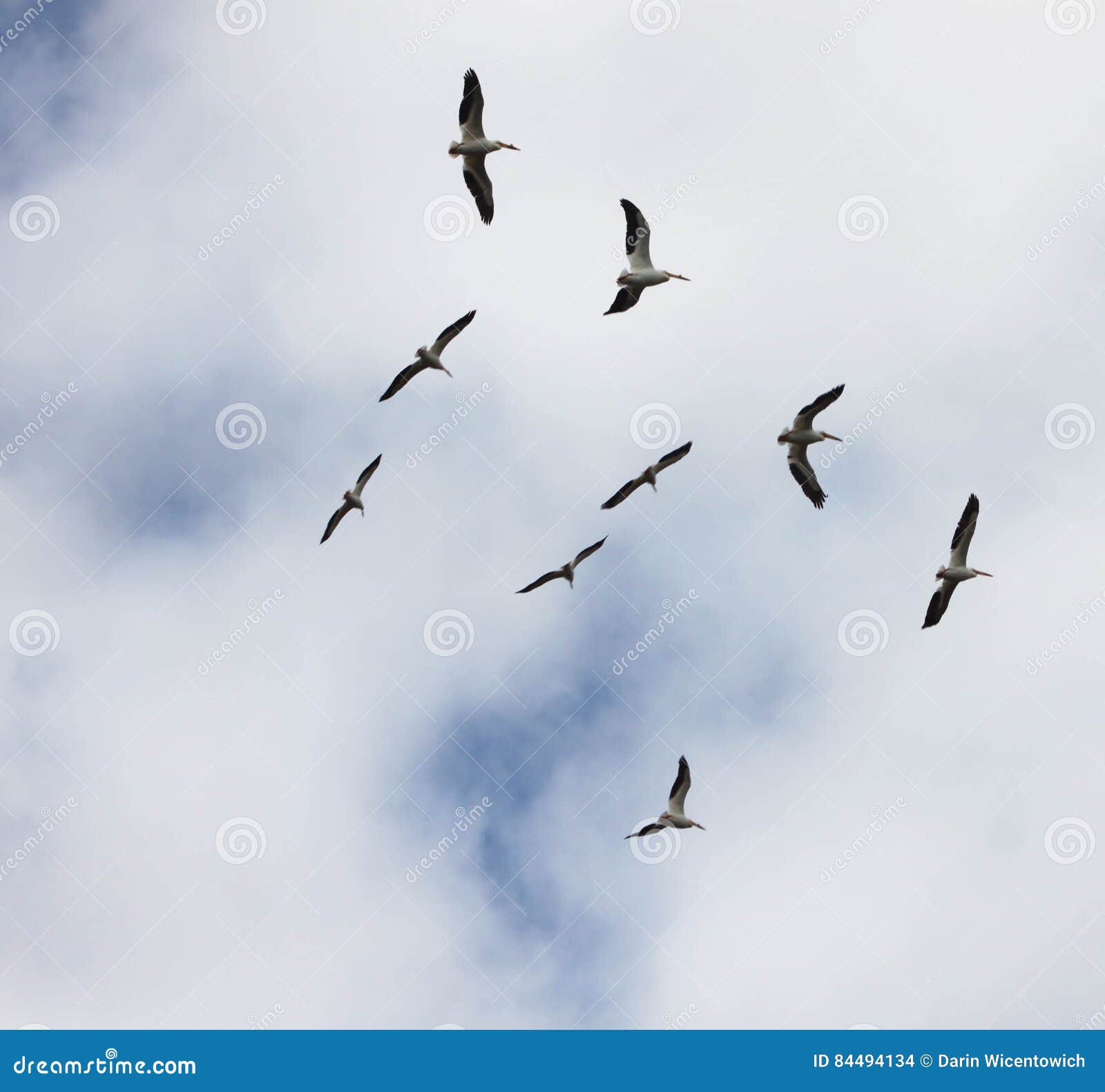 Pelicans in flight stock photo. Image of beaks, pelicans - 84494134