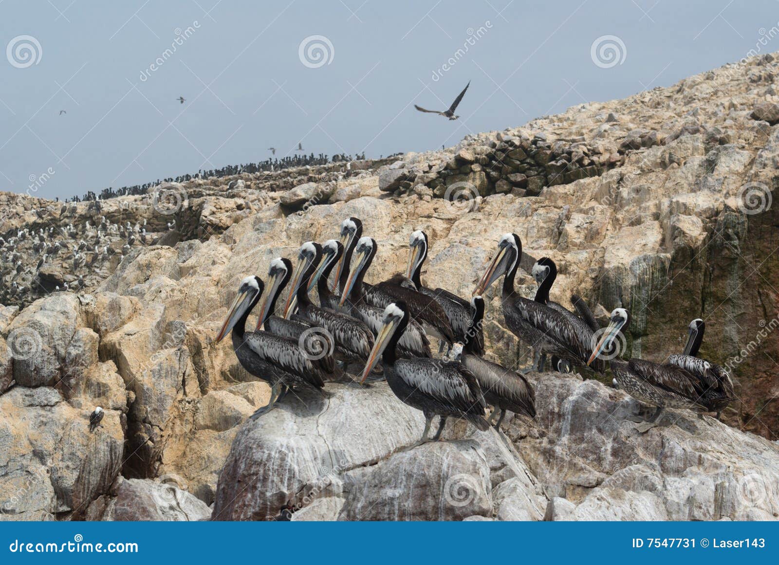 Pelicans flock stock image. Image of travel, south, nature - 7547731