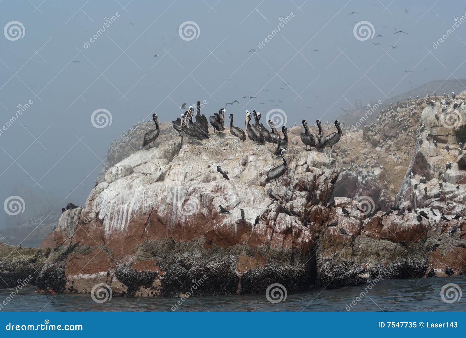 Pelicans flock on a rock. stock image. Image of travel - 7547735