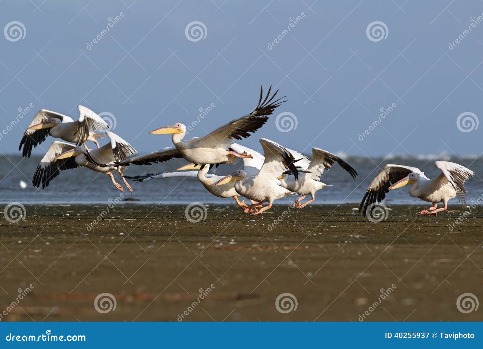 Pelicans Flock Taking Flight from the Beach Stock Image - Image of ...