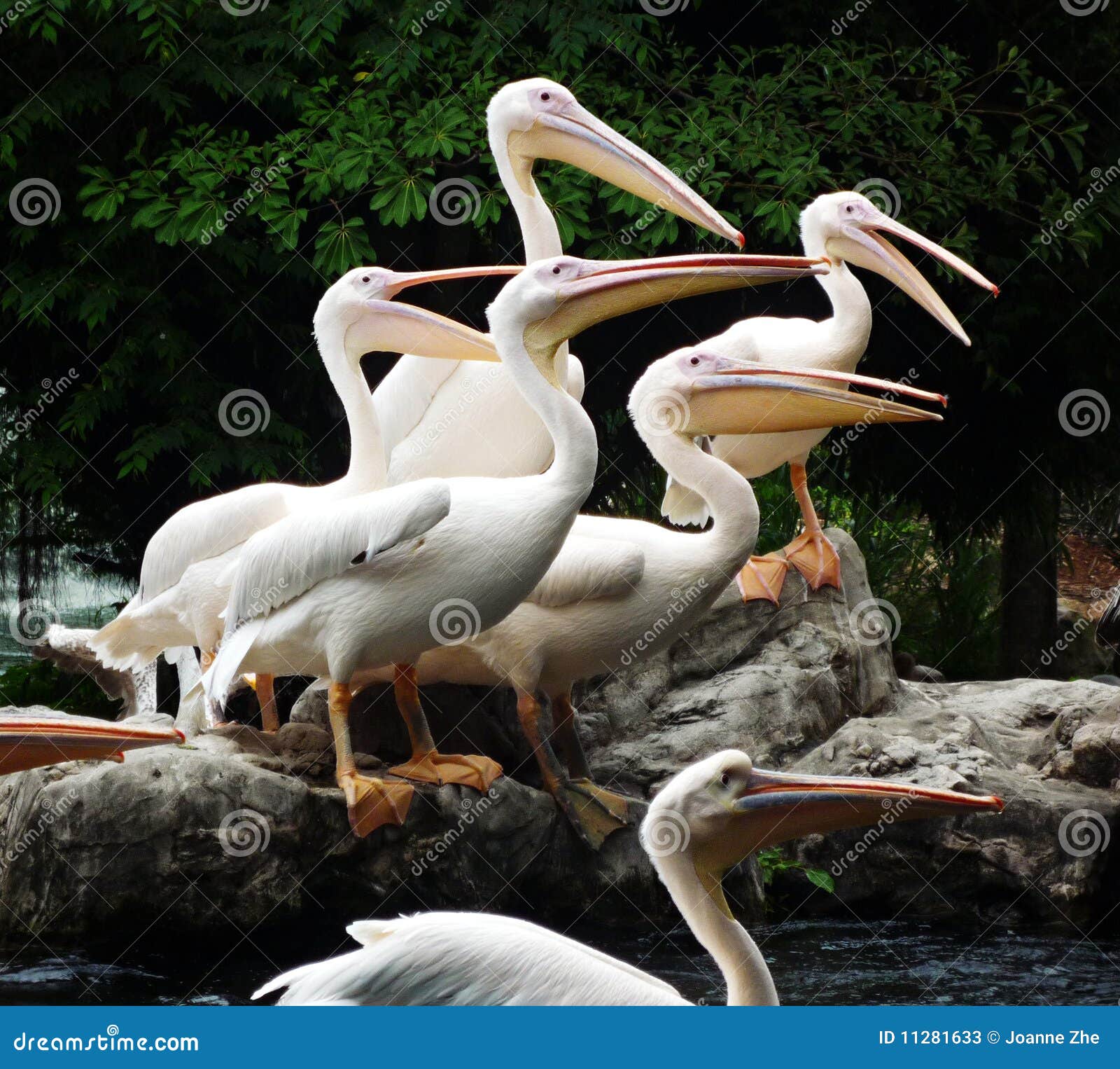 Pelicans group portrait stock image. Image of aves, excited - 11281633