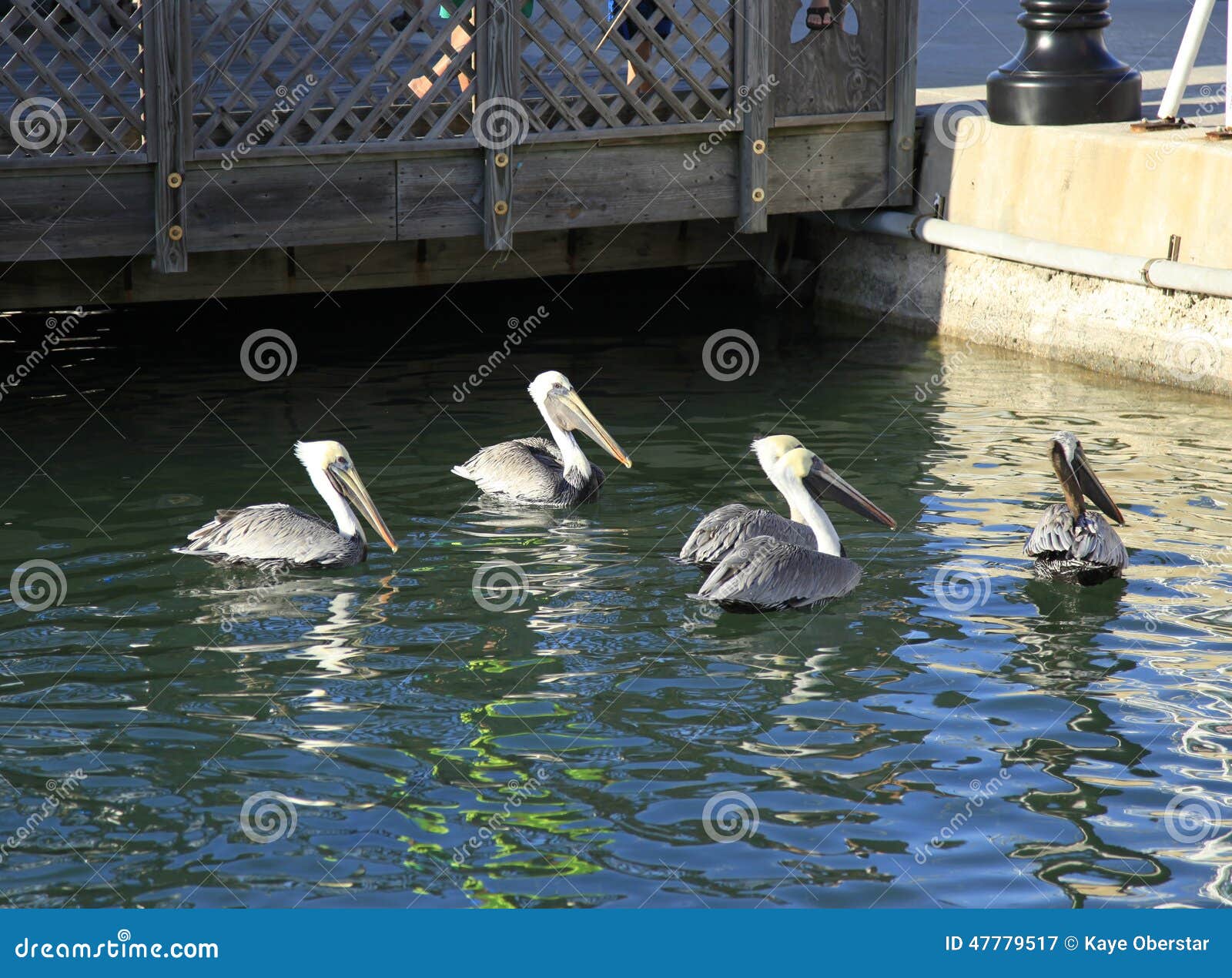 360 Swimming Key West Stock Photos - Free & Royalty-Free Stock Photos ...