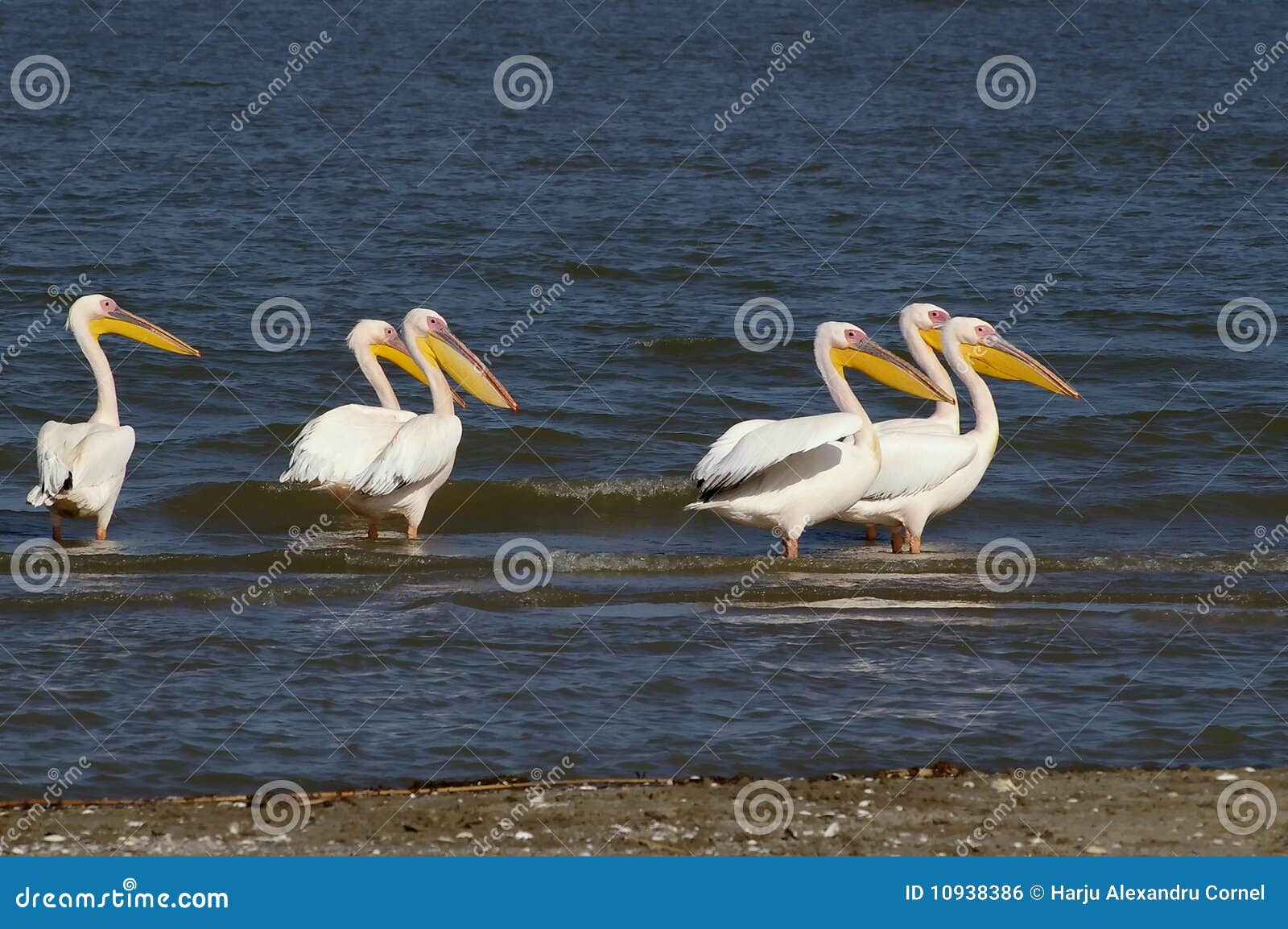 Pelicans stock photo. Image of pelican, pelecanus, species - 10938386