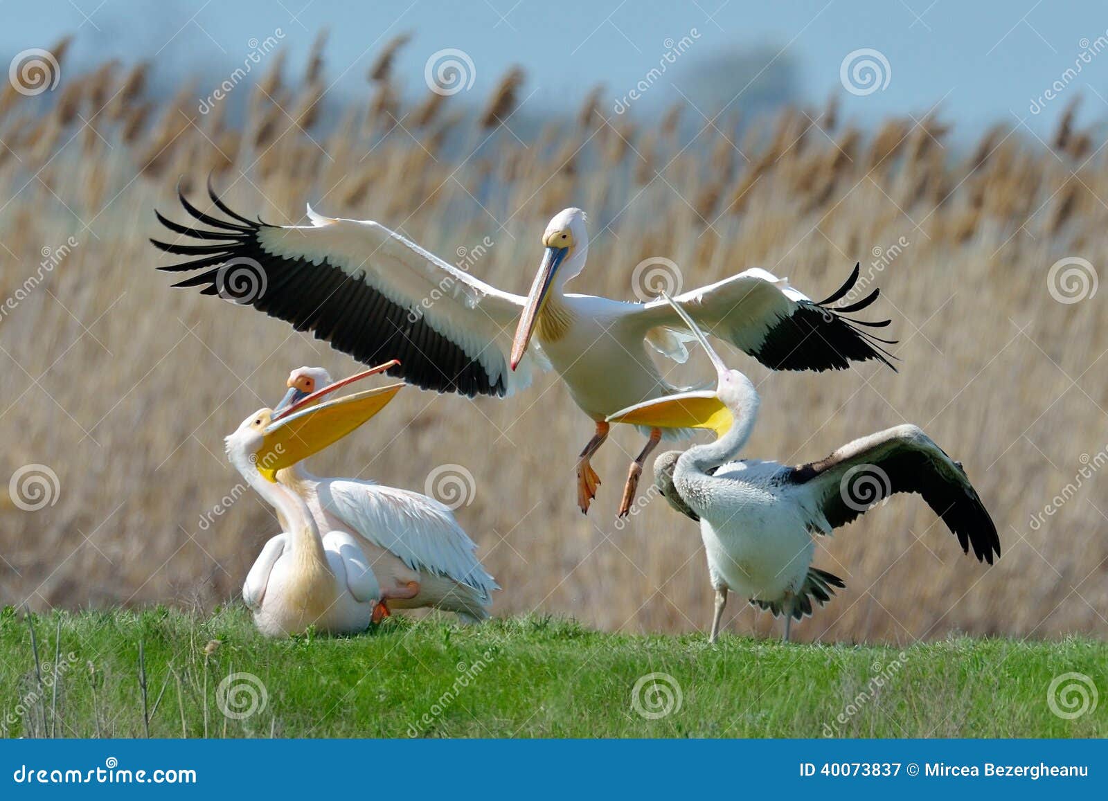 Pelicans in Natural Habitat Stock Image - Image of yellow, plunger ...