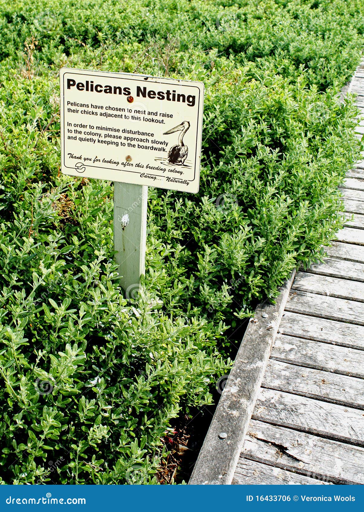 Pelicans Nesting sign stock photo. Image of australia - 16433706