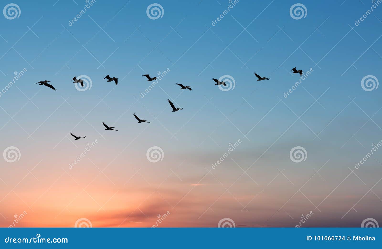Pelicans Over Bright Sunset Stock Photo - Image of wildlife, biosphere ...