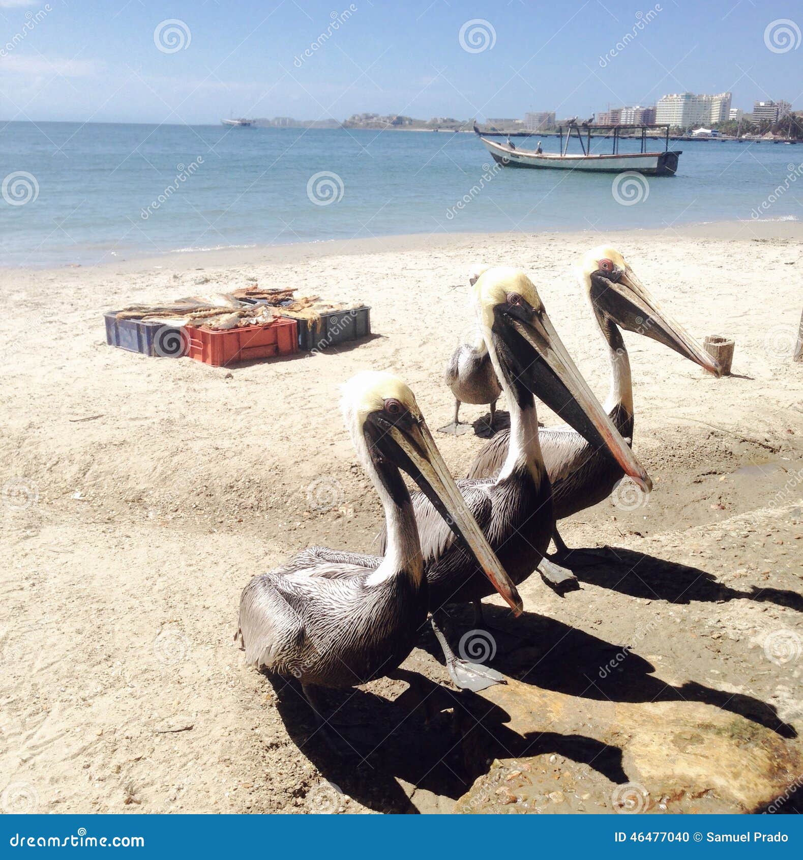 3 pelicans stock photo. Image of pelican, fish, margarita - 46477040