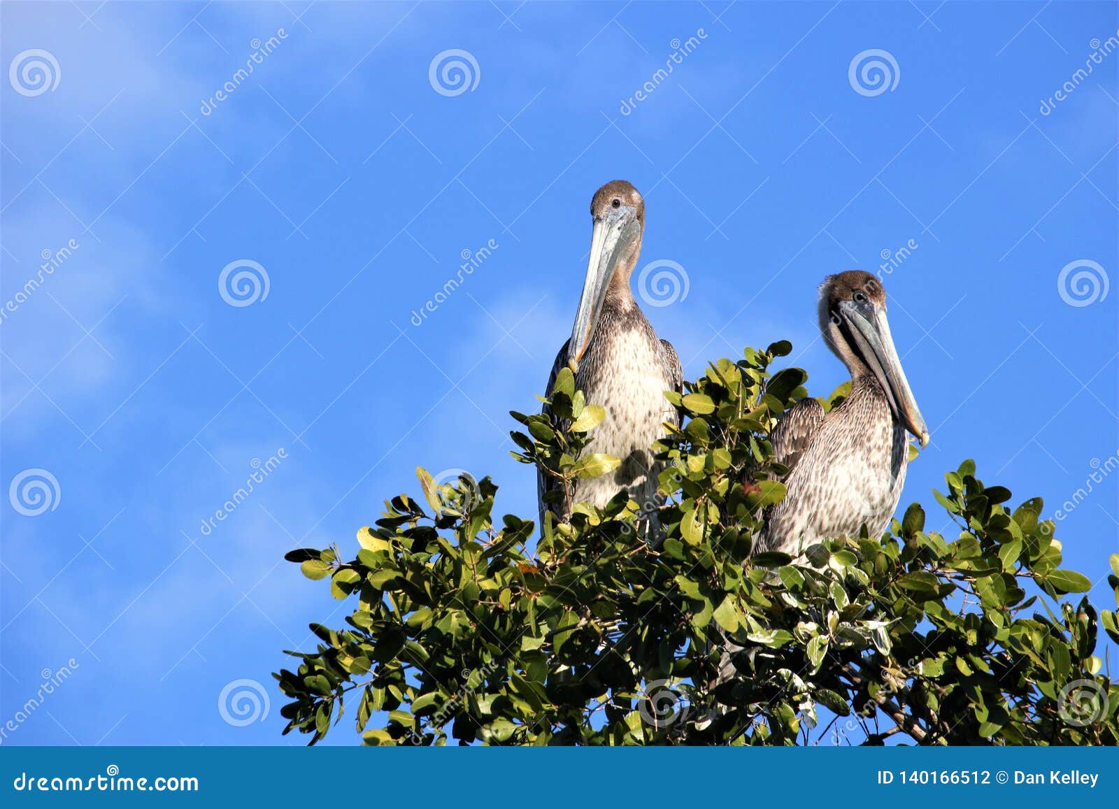 Pelicans Perched in a Tree in the Florida Everglades Stock Photo ...