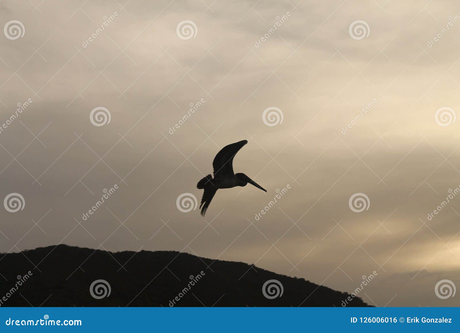 Goodbye Bird Horizon Stock Photos - Free & Royalty-Free Stock Photos ...