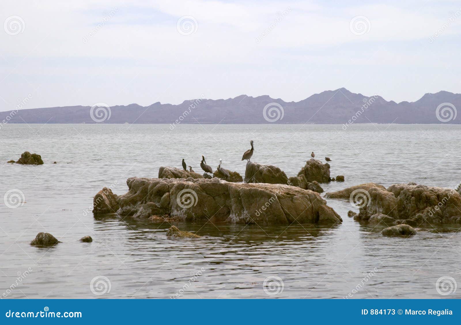 Pelicans and Seabirds on Rocks Stock Image - Image of coastline, white ...