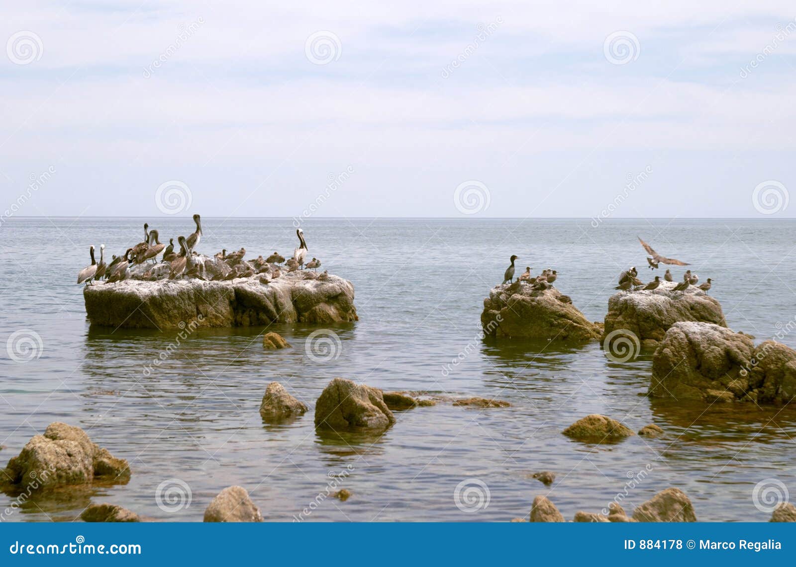 Pelicans and Seabirds on Rocks Stock Photo - Image of resting, rocks ...